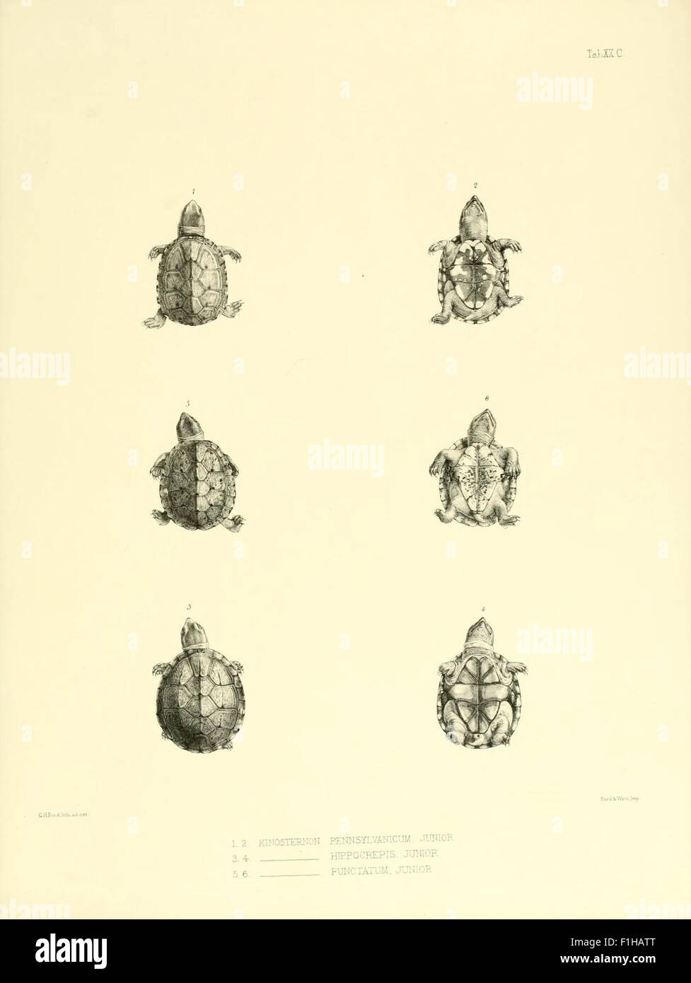 This catalogue details the collection of shield reptiles at the British ...