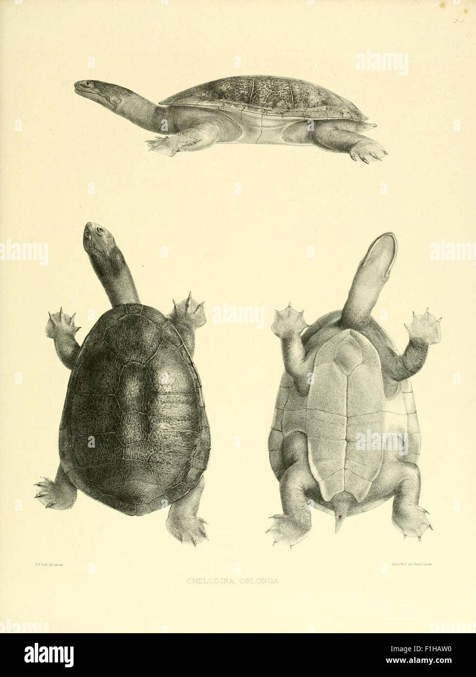 The *Catalogue of Shield Reptiles* features various species from the ...
