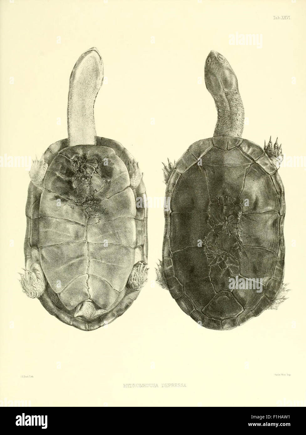 This catalogue lists and describes shield reptiles (e.g., tortoises and ...