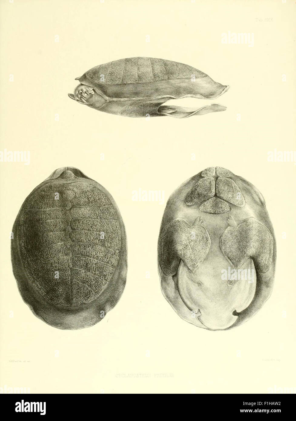 Catalogue of shield reptiles in the collection of the British Museum ...