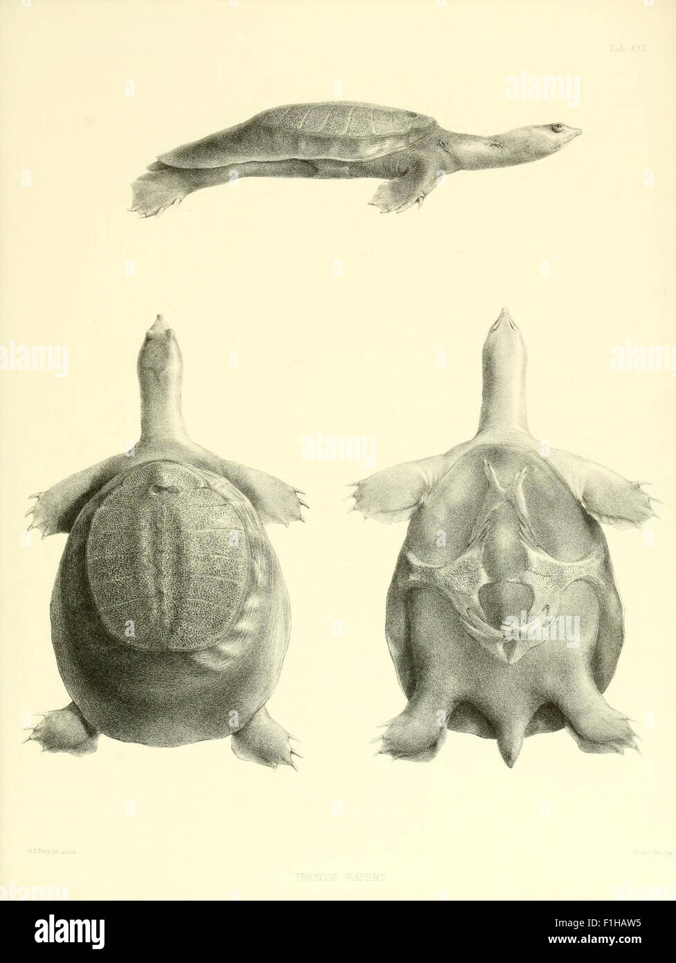 An illustration from 'Catalogue of Shield Reptiles' documenting ...