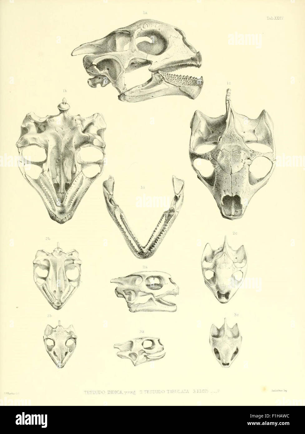 This catalog documents the shield reptiles in the British Museum's ...