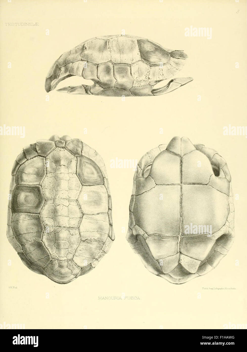 This 'Catalogue of Shield Reptiles' from the British Museum catalogs ...