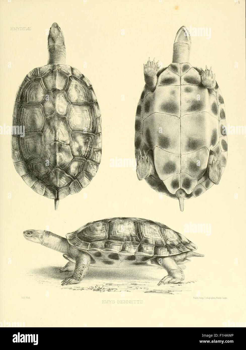 An illustration from the 'Catalogue of Shield Reptiles' in the British ...