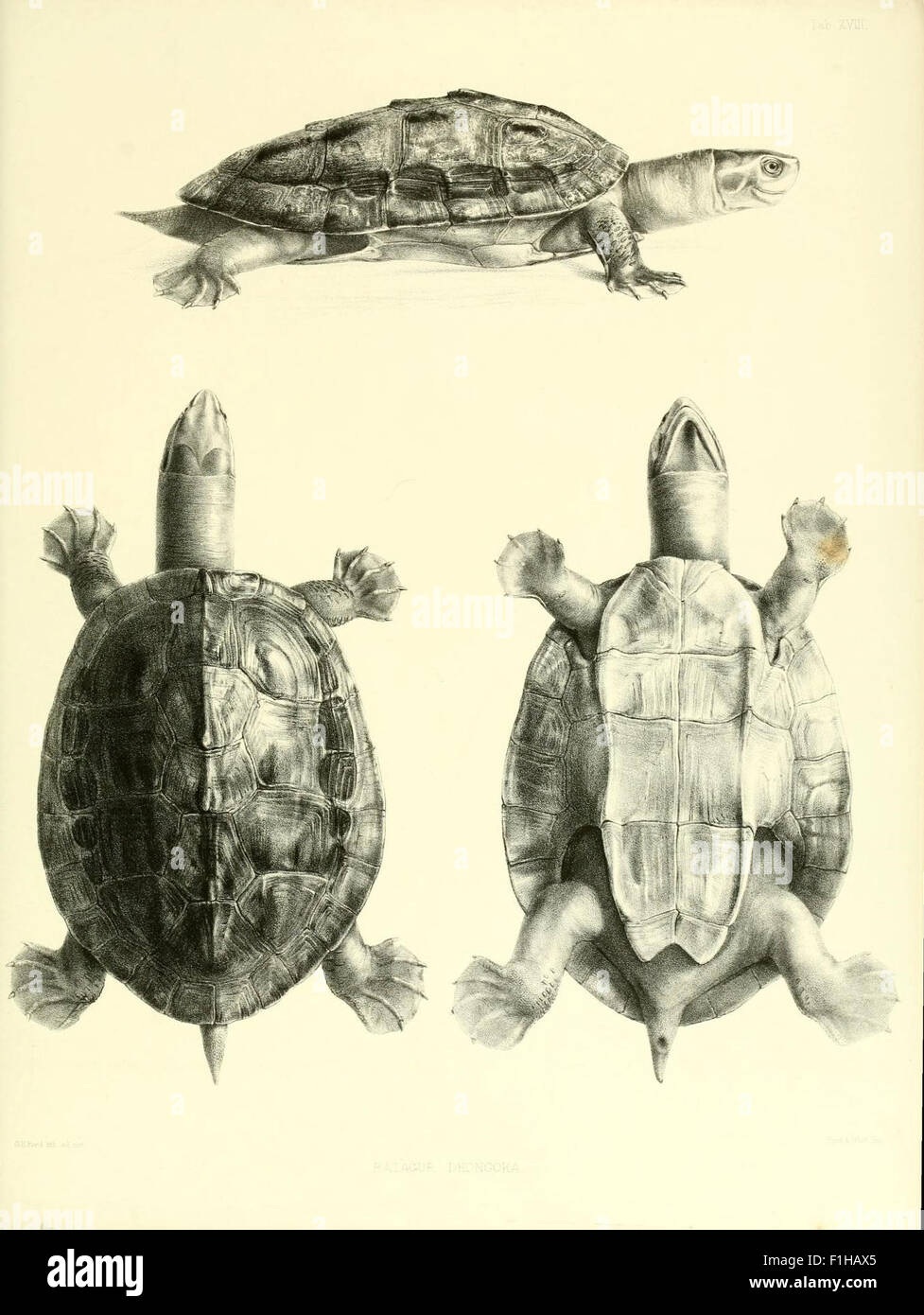 An illustration from the 'Catalogue of Shield Reptiles' in the British ...
