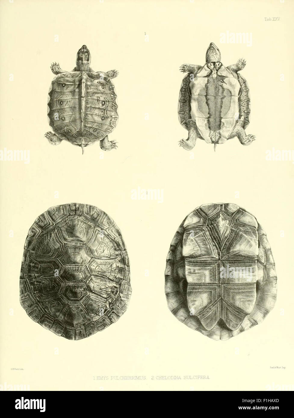 This catalog details the shield reptiles in the British Museum's ...
