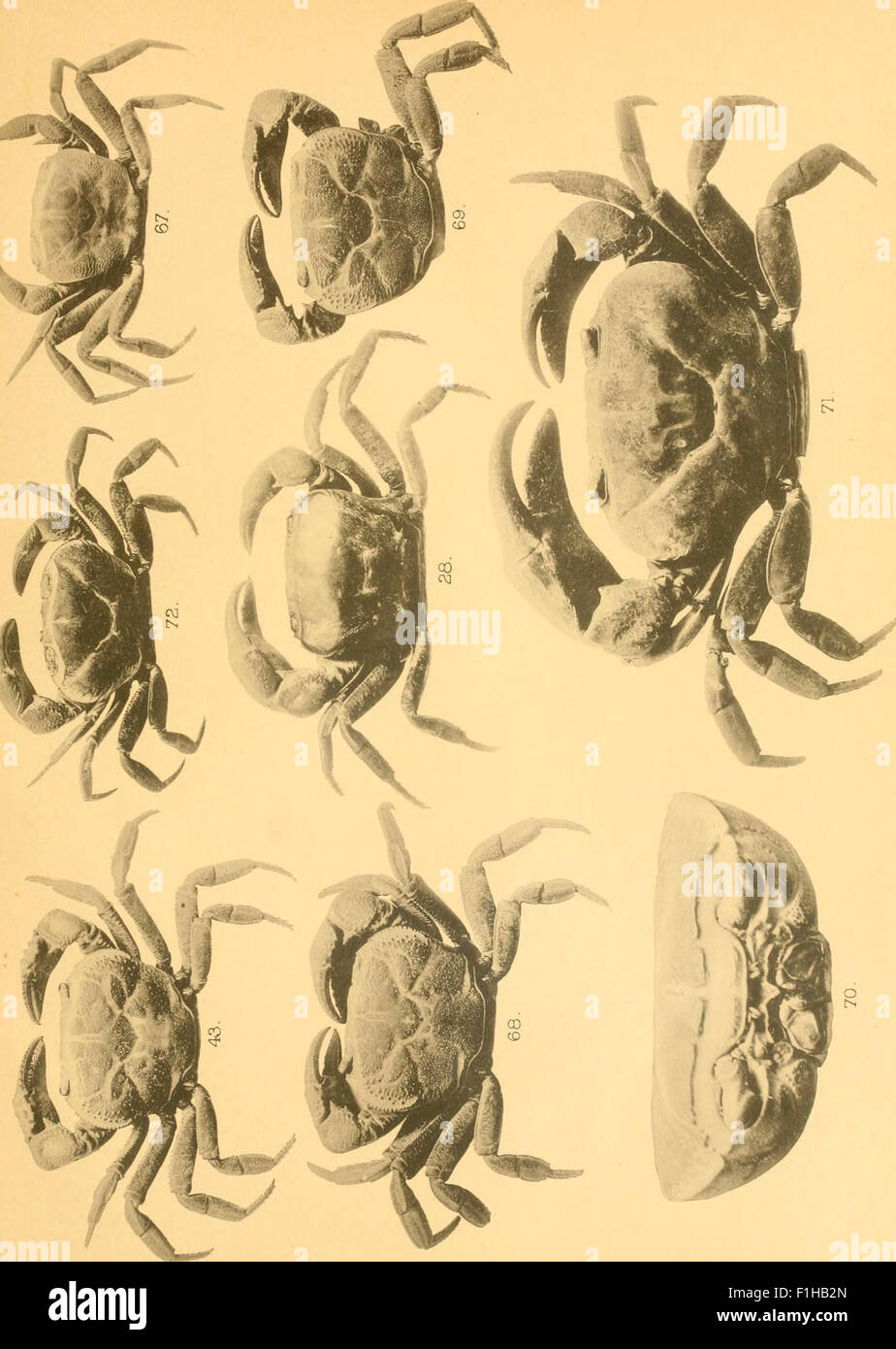 This catalogue provides a detailed listing and description of decapod ...