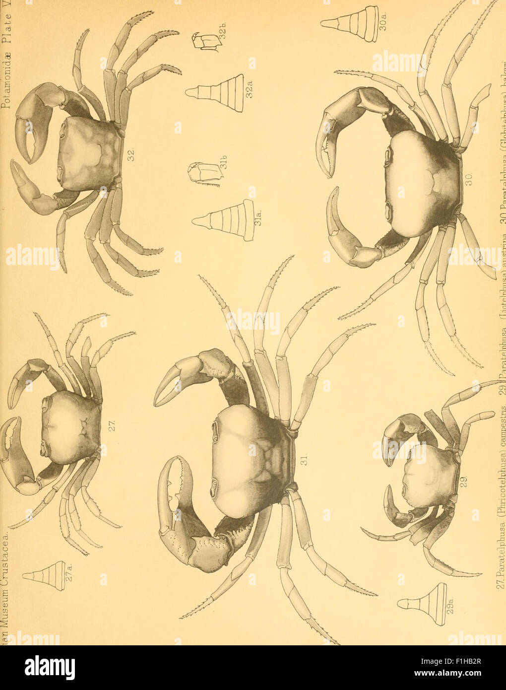 Various species of decapod crustaceans hi-res stock photography and ...