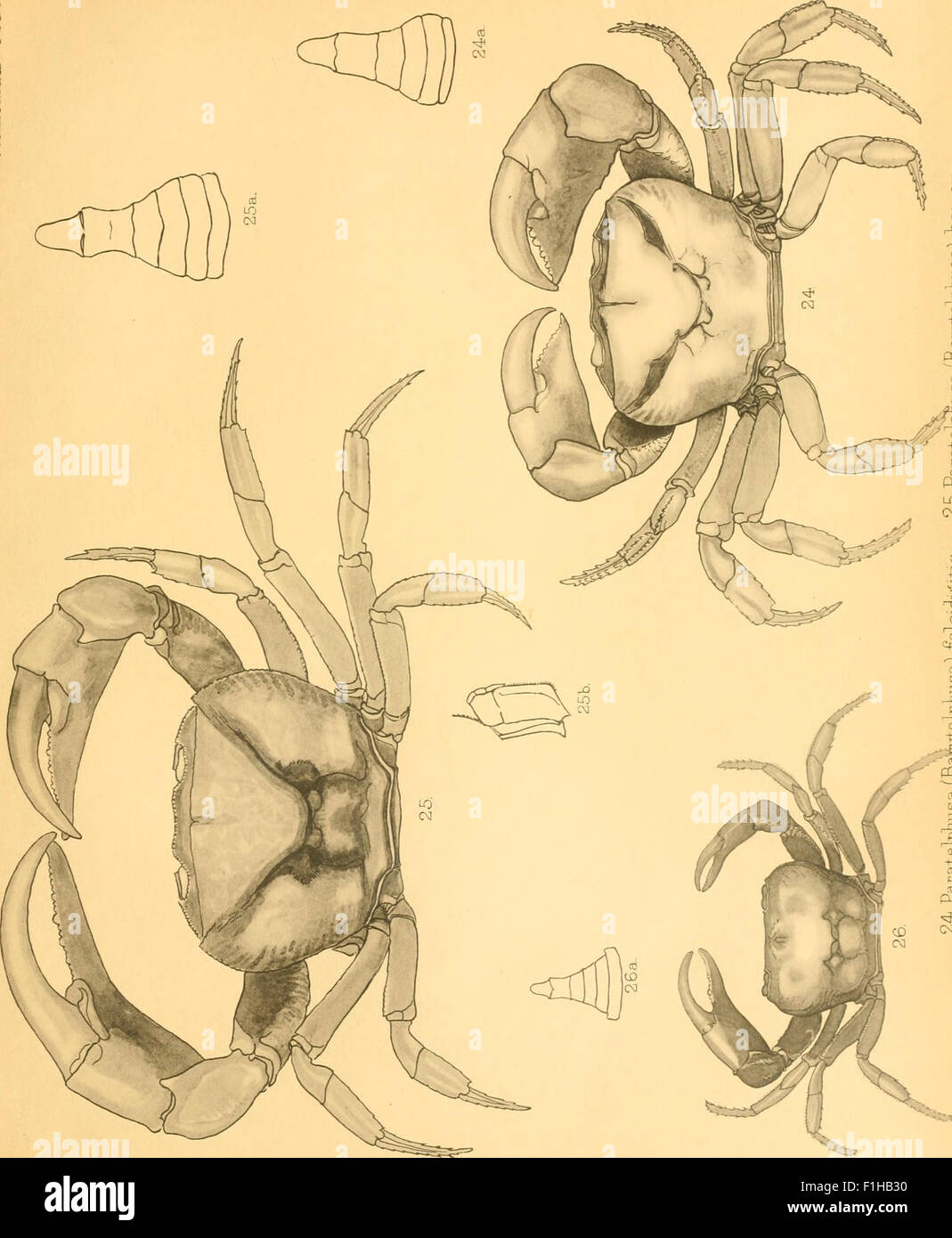 Catalogue indian decapod crustacea in hi-res stock photography and ...