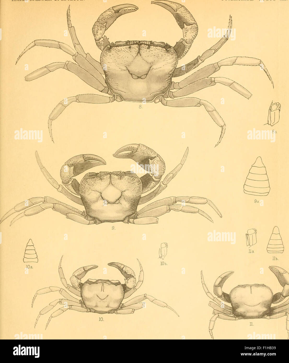 Various species of decapod crabs hi-res stock photography and images ...