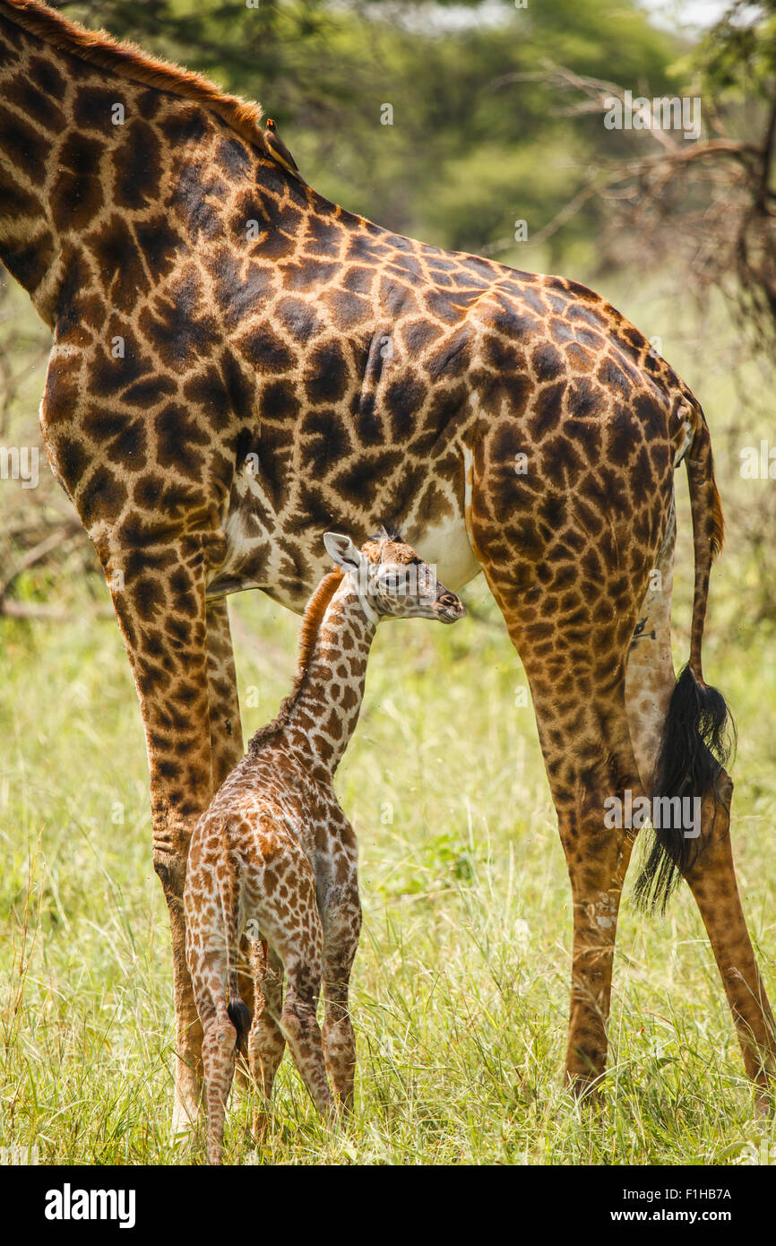 baby giraffe in wildlife anzania Stock Photo - Alamy