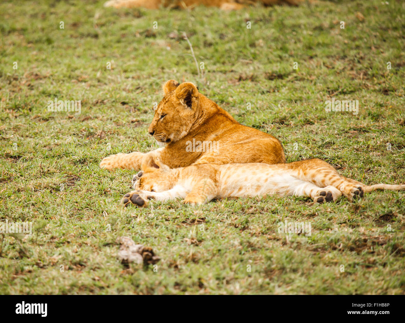 Lion family in wildlife Tanzania Stock Photo - Alamy