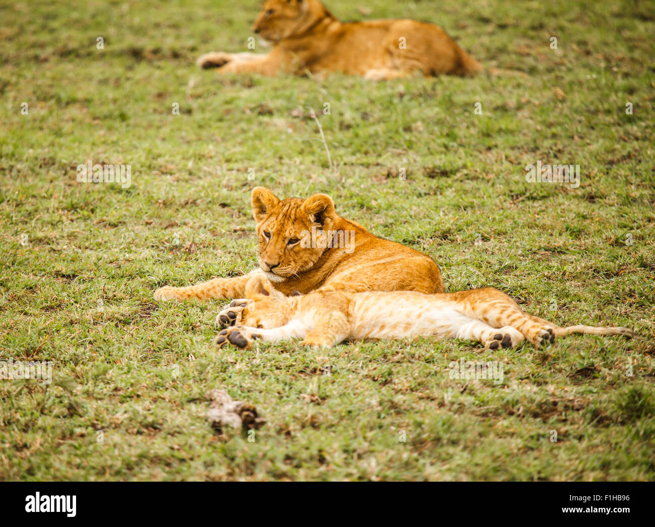 Lion family in wildlife Tanzania Stock Photo - Alamy