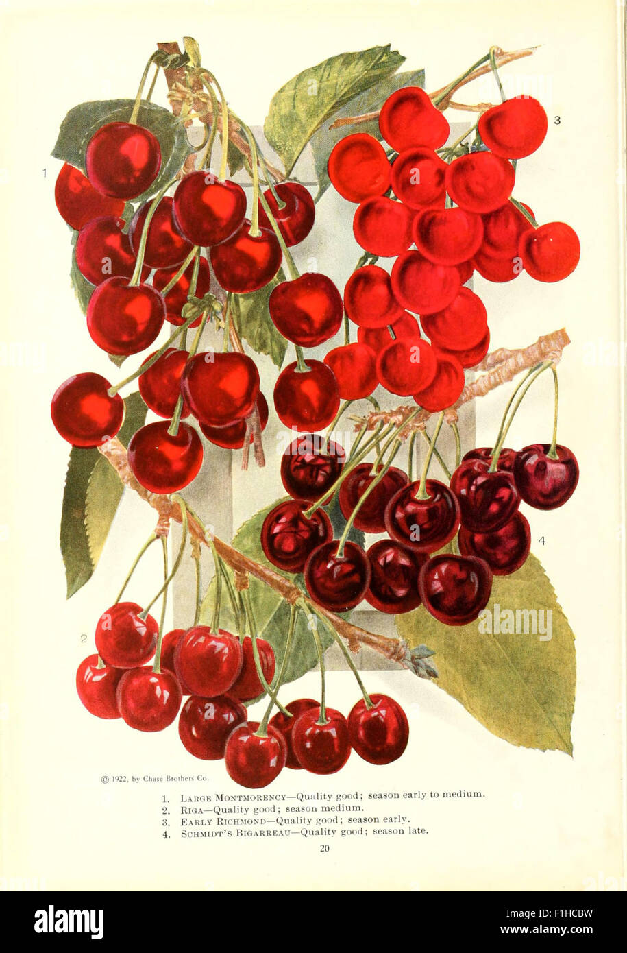 An illustration from 'Chase Fruit and Flowers in Natural Colors ...