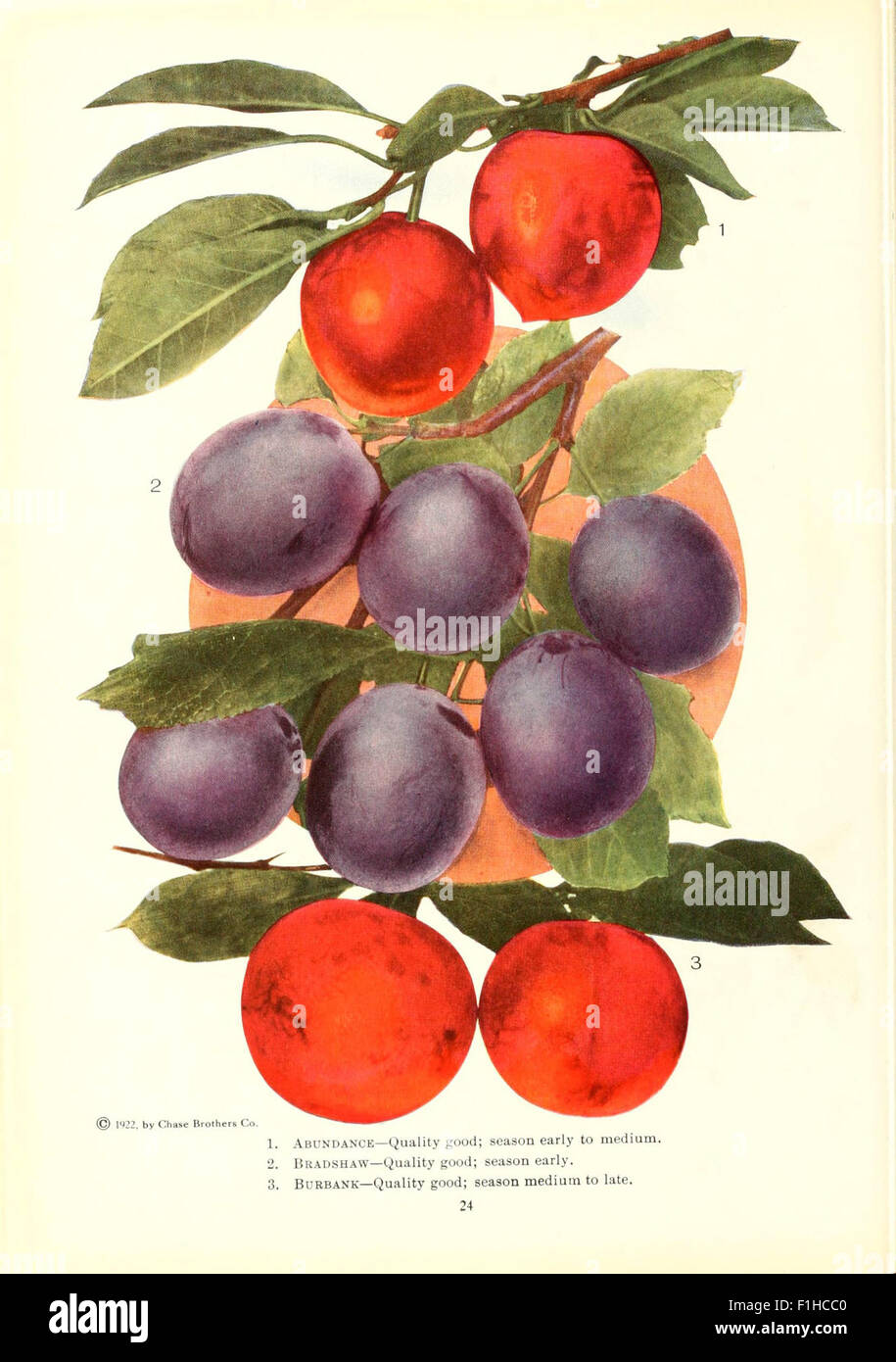 *Chase Fruit and Flowers in Natural Colors* features a collection of ...