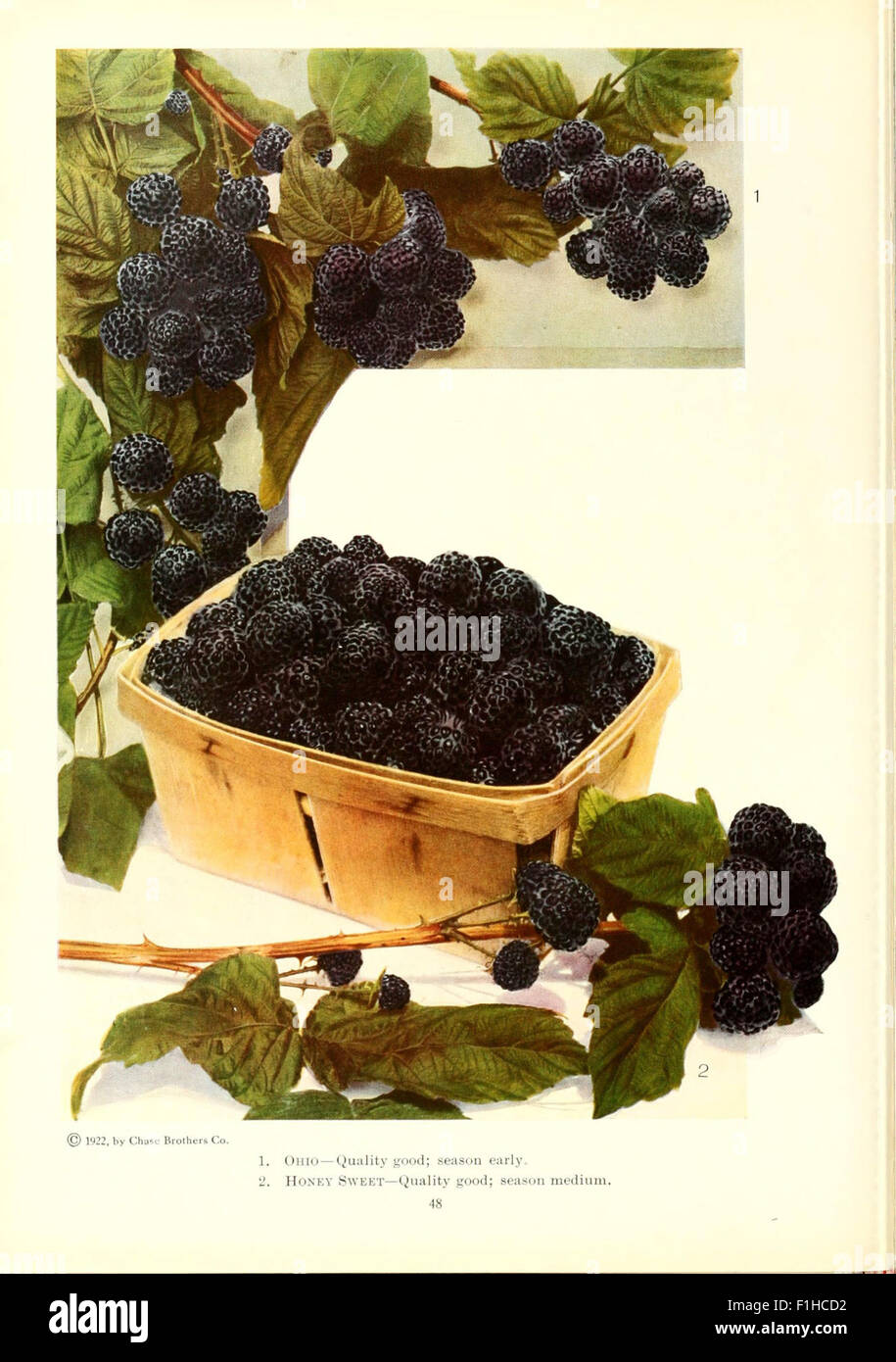 'Chase Fruit and Flowers in Natural Colors' features vibrant ...