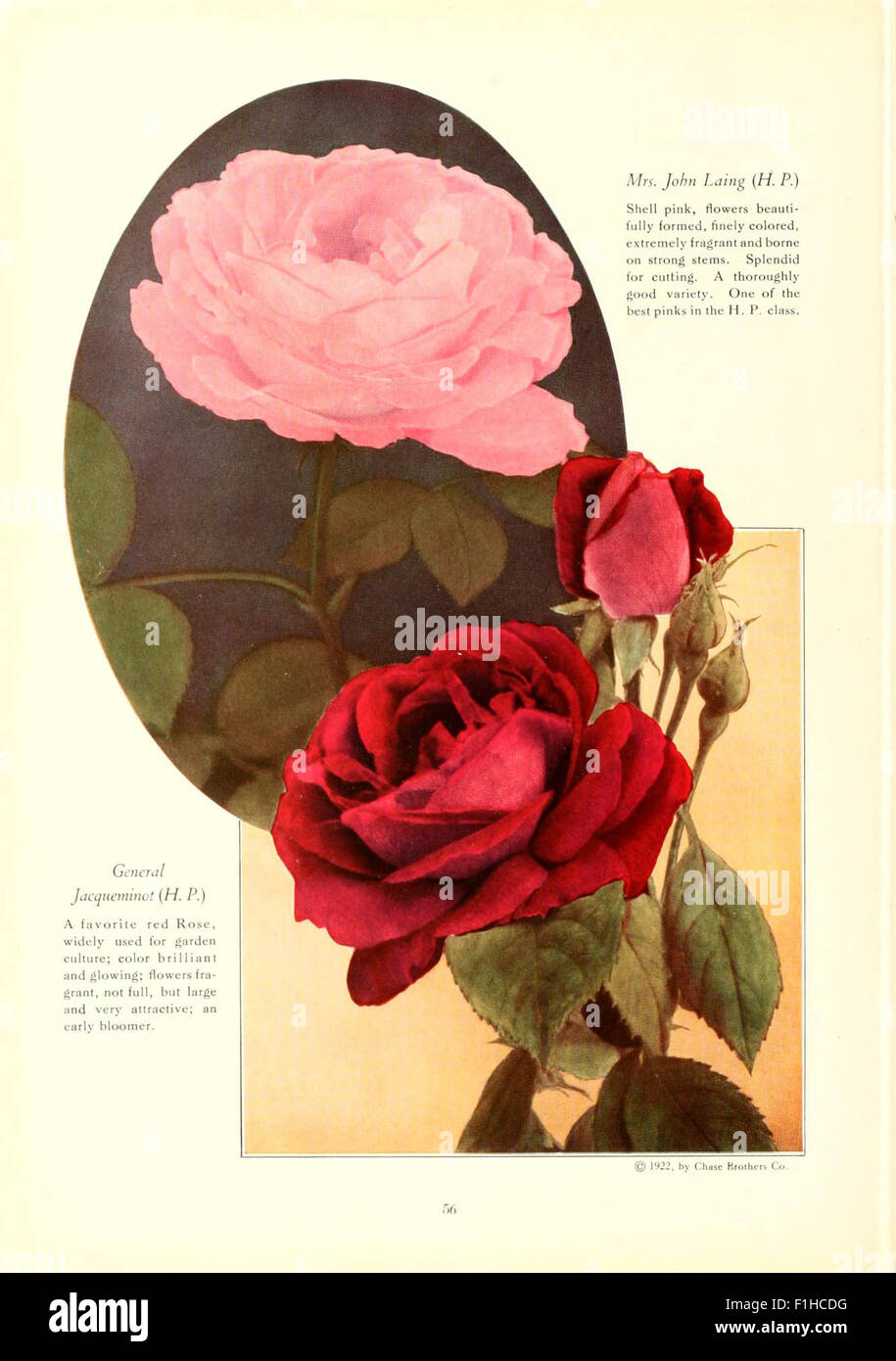 An illustrated catalog featuring fruit and flowers in natural colors ...