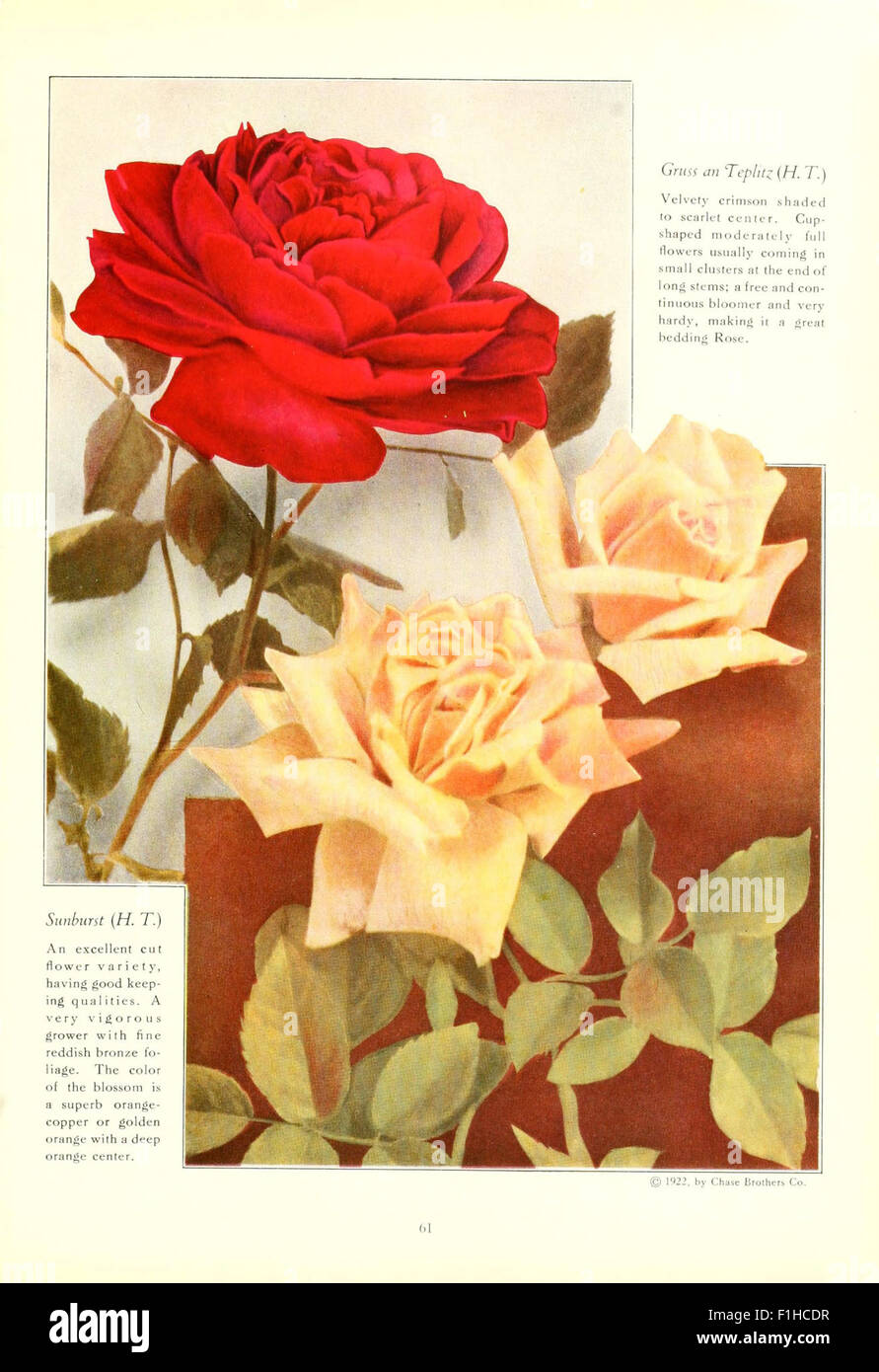 *Chase Fruit and Flowers in Natural Colors* showcases detailed ...
