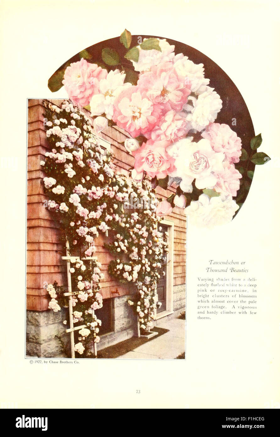 *Chase: Fruit and Flowers in Natural Colors* features vibrant ...
