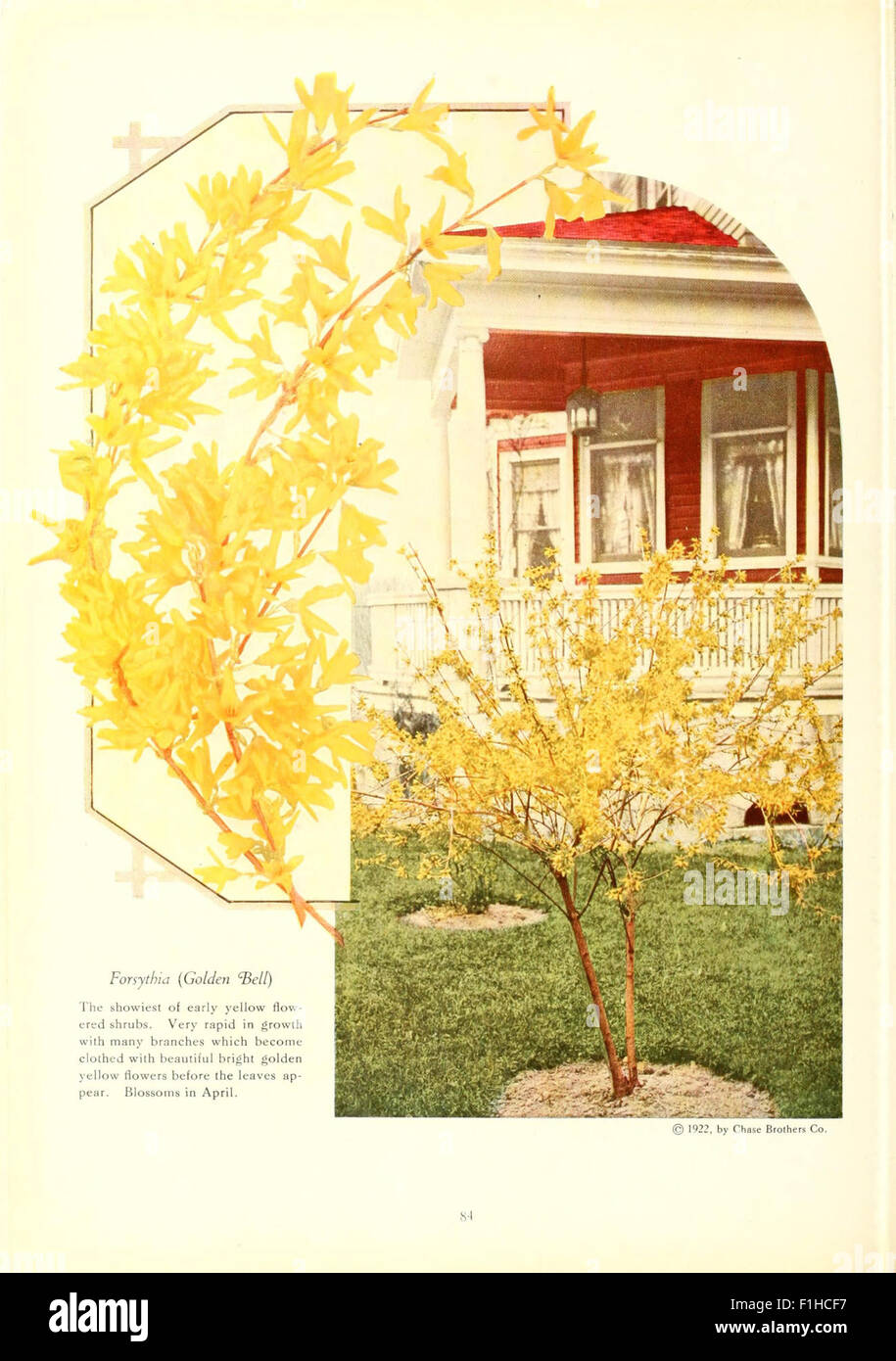 This illustration from 'Chase Fruit and Flowers in Natural Colors ...