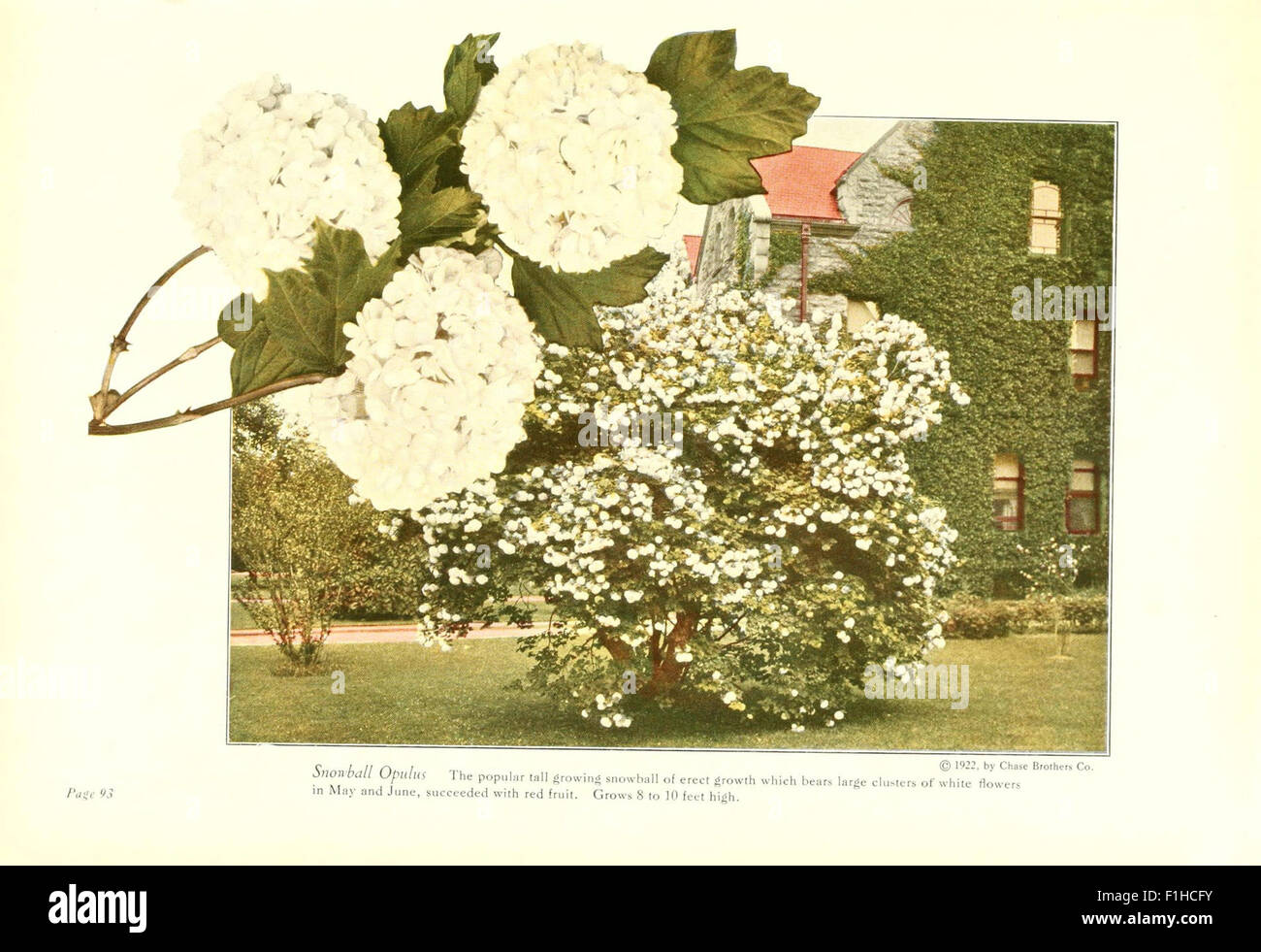 'Chase Fruit and Flowers in Natural Colors' offers vibrant and accurate ...