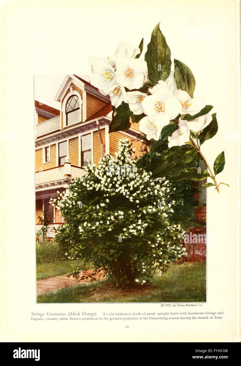 This catalog page from 'Chase fruit and flowers in natural colors ...