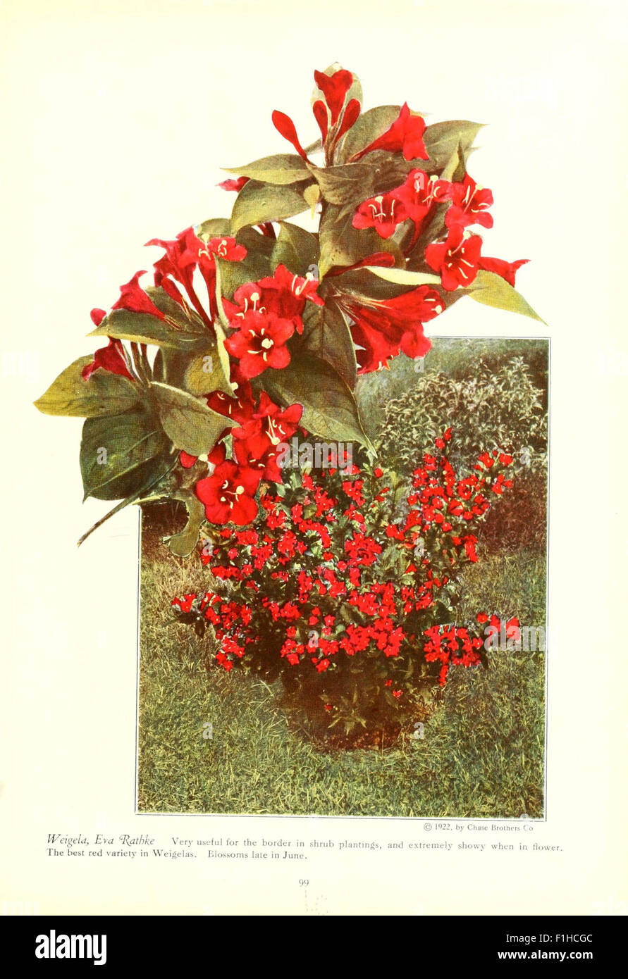 An illustrated vintage catalog from the Library of Congress, showcasing ...