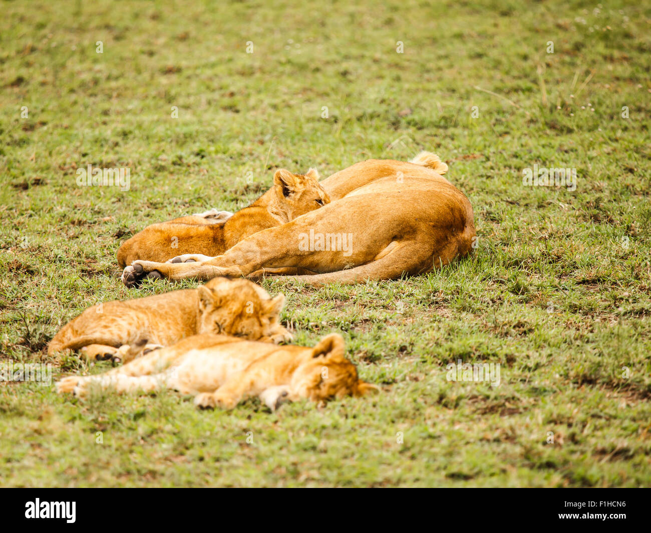 Lion family in wildlife Tanzania Stock Photo - Alamy