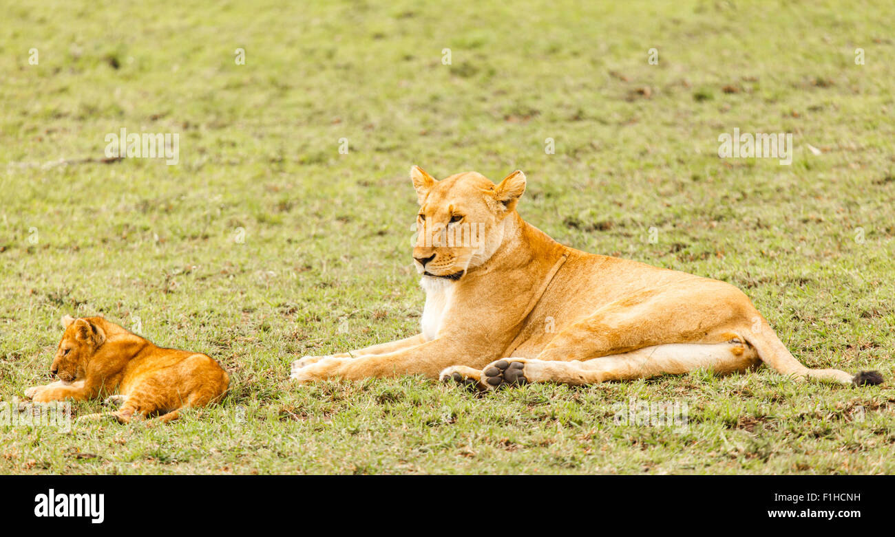 Lion family in wildlife Tanzania Stock Photo - Alamy