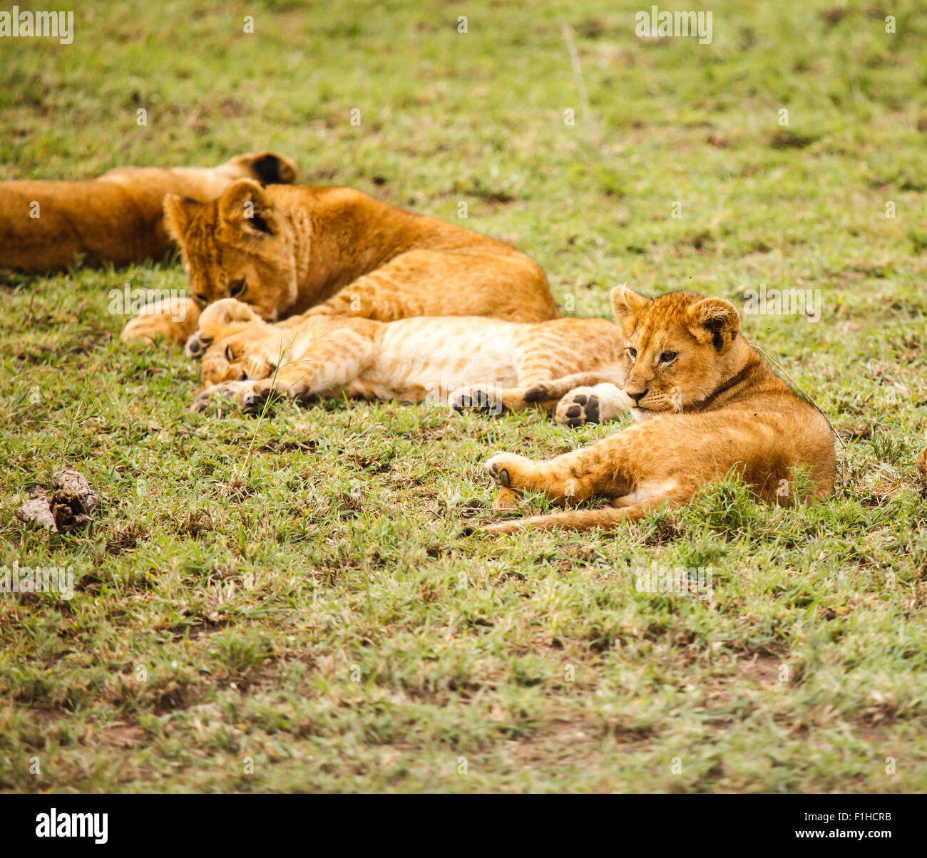 Lion family in wildlife Tanzania Stock Photo - Alamy