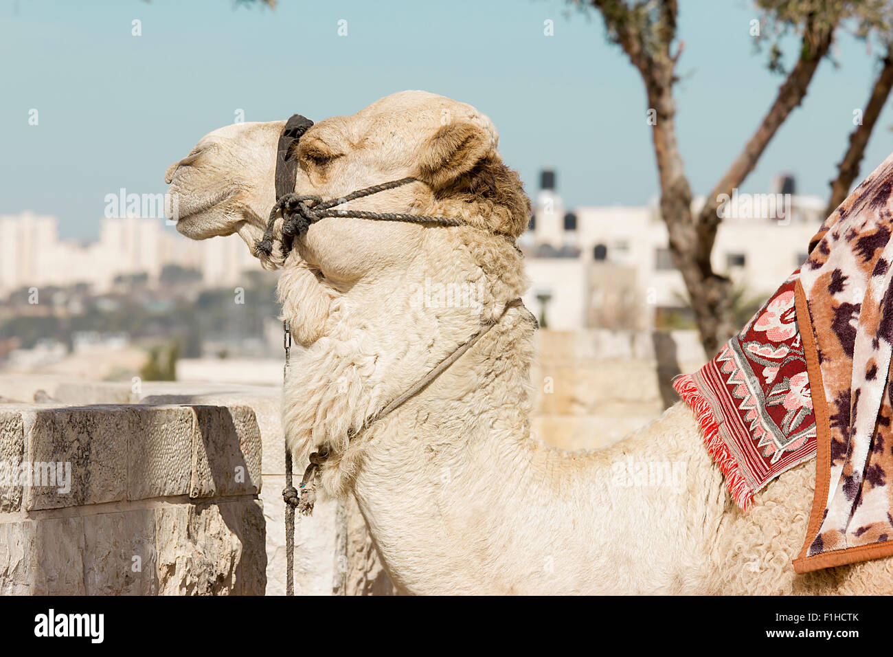 Jerusalem view animal hi-res stock photography and images - Alamy