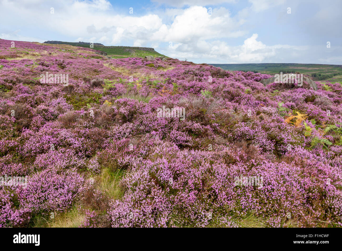 Heather Moor Stock Photos & Heather Moor Stock Images - Alamy