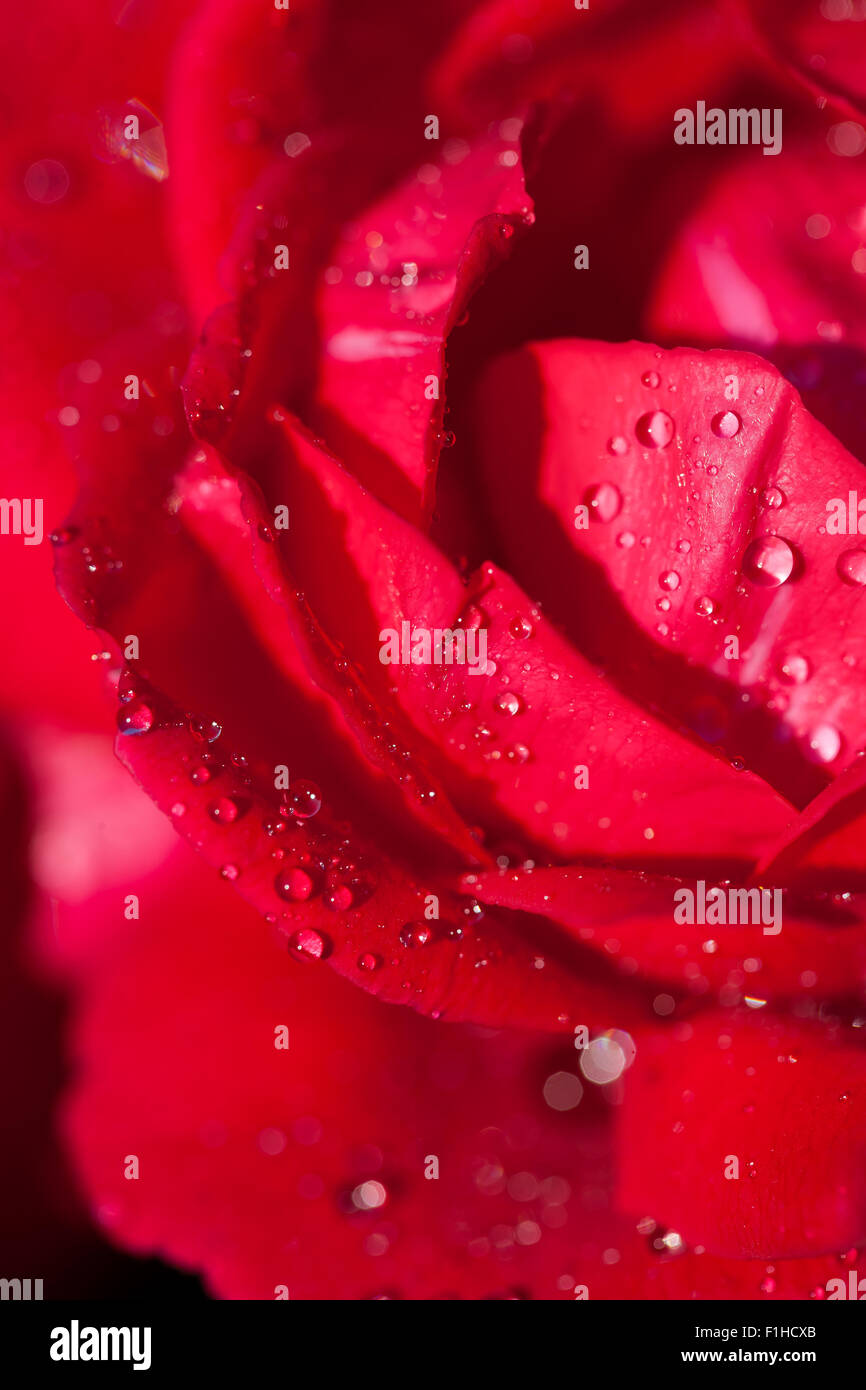 Beautiful rose macro shot hi-res stock photography and images - Alamy