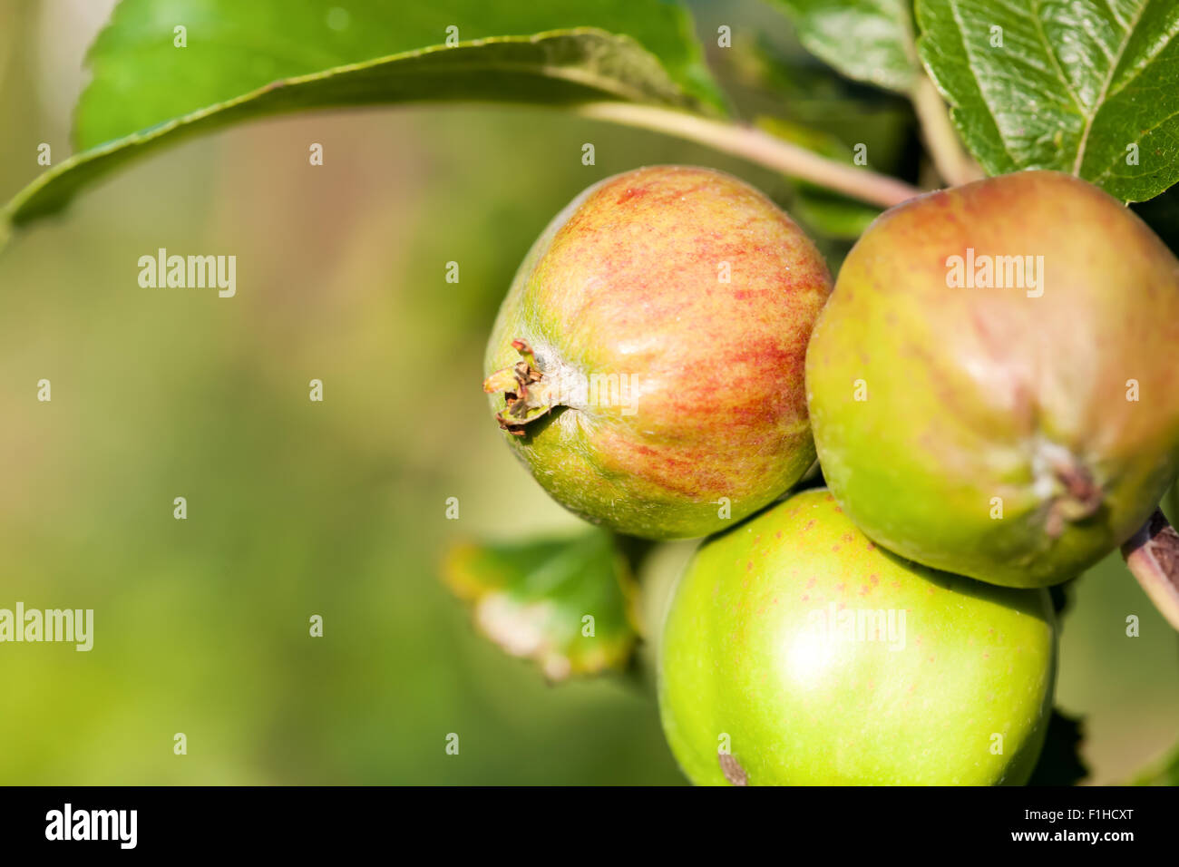Growing to tree hi-res stock photography and images - Alamy