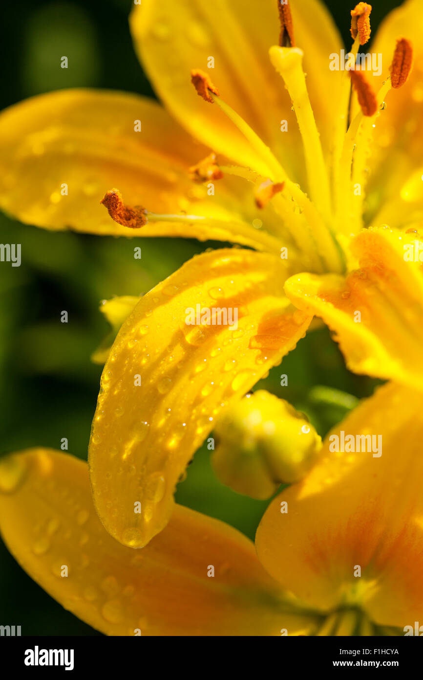 Beautiful lily flower macro shot. Love card Stock Photo - Alamy