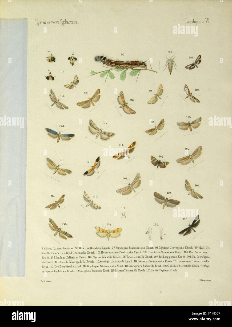This work features a detailed illustration from the Lepidoptera family ...