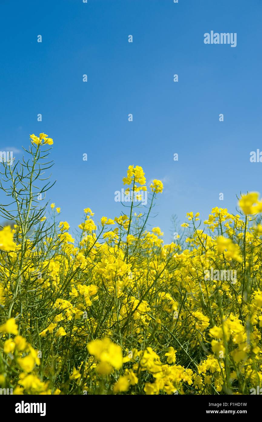 Yellow oil seed rape plants and blue sky Stock Photo - Alamy