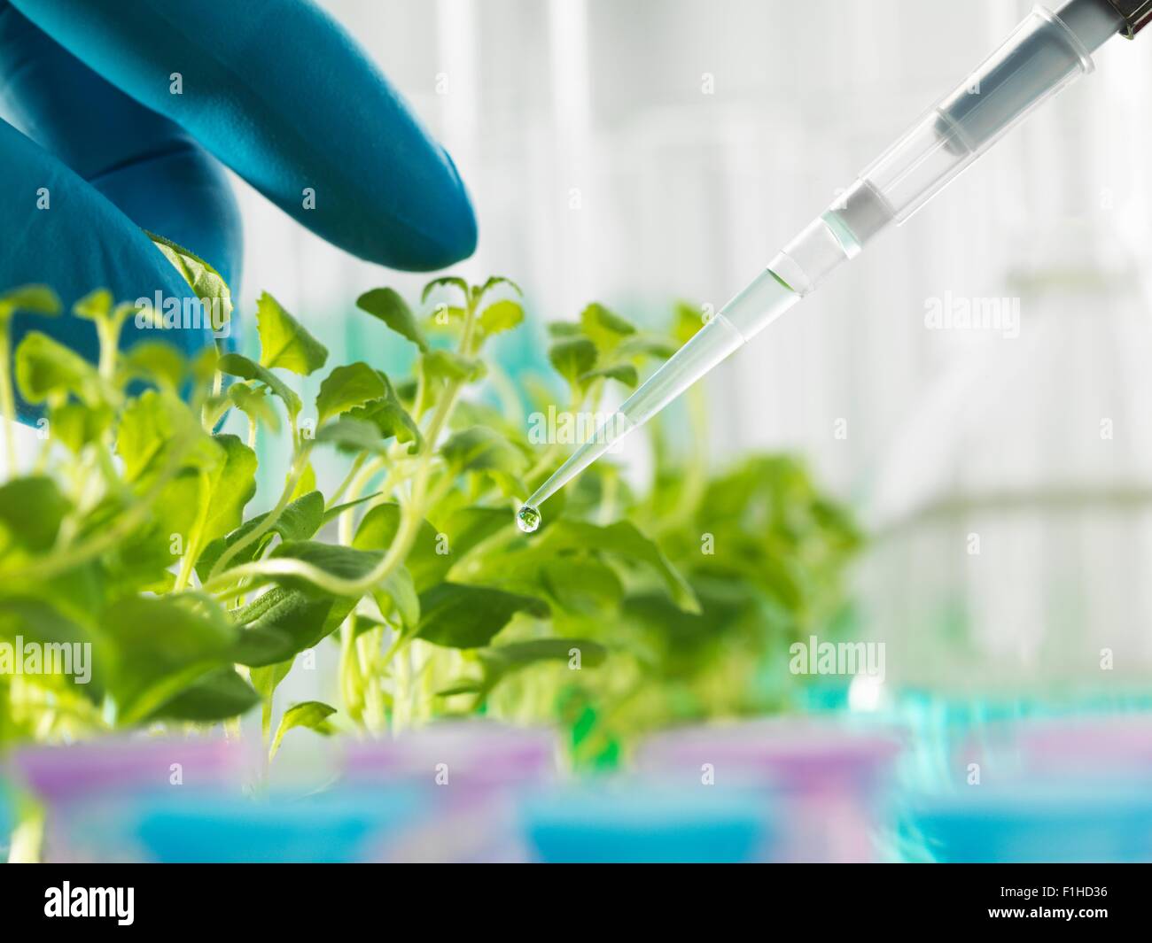 Experimental Horticulture High Resolution Stock Photography and Images ...