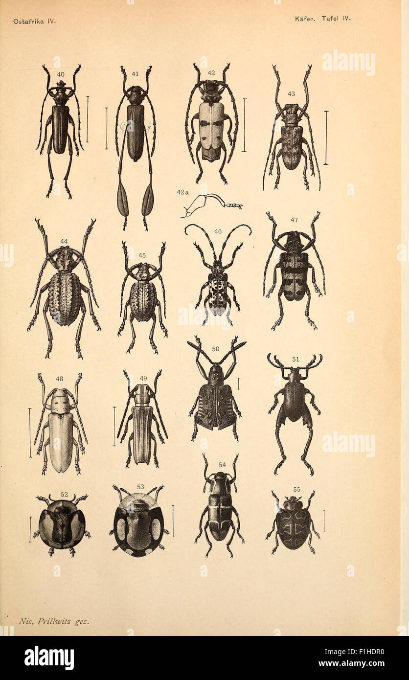 'Coleopteren' is a historical book focusing on the classification of ...