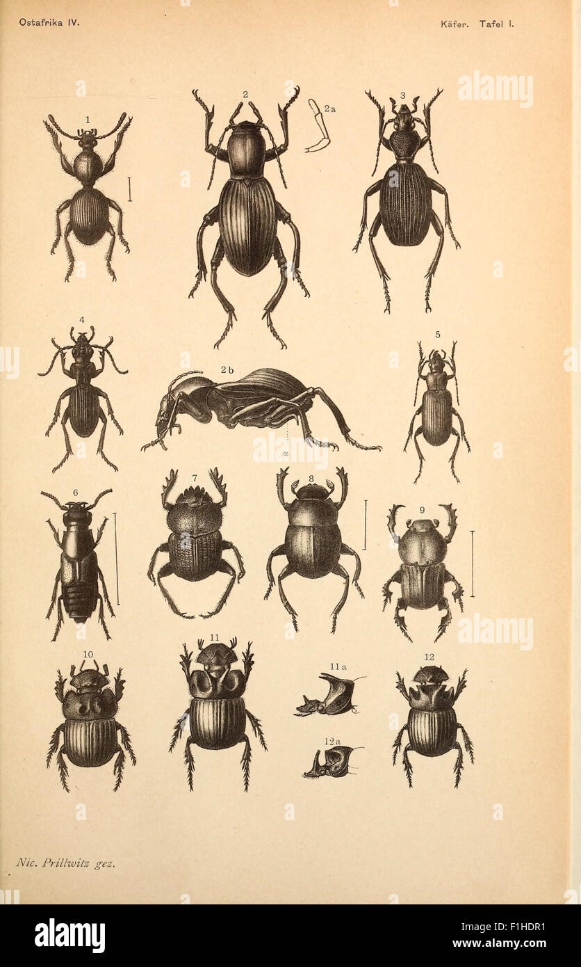 This work focuses on the classification of beetles, with specific ...