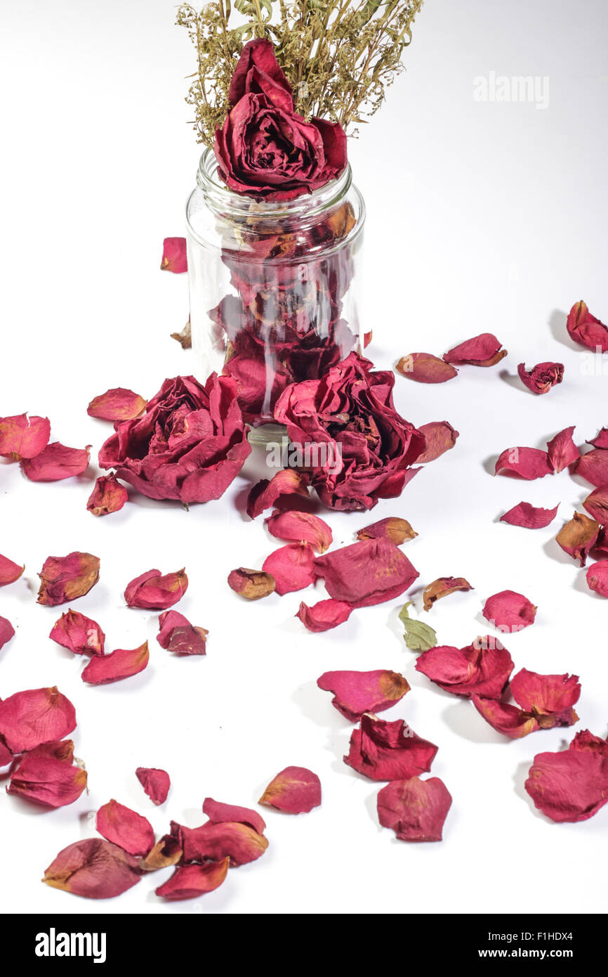 red dried roses in and out of glass vase isolated on white background ...