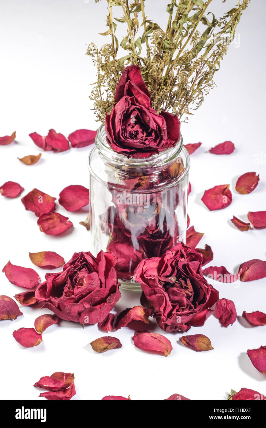 red dried roses in and out of glass vase isolated on white background ...