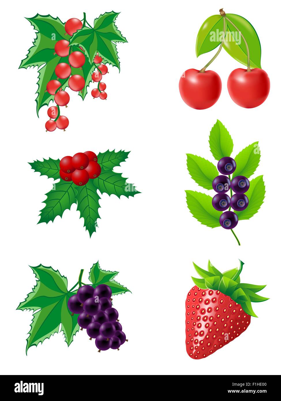 berries vector illustration isolated on white background Stock Vector ...