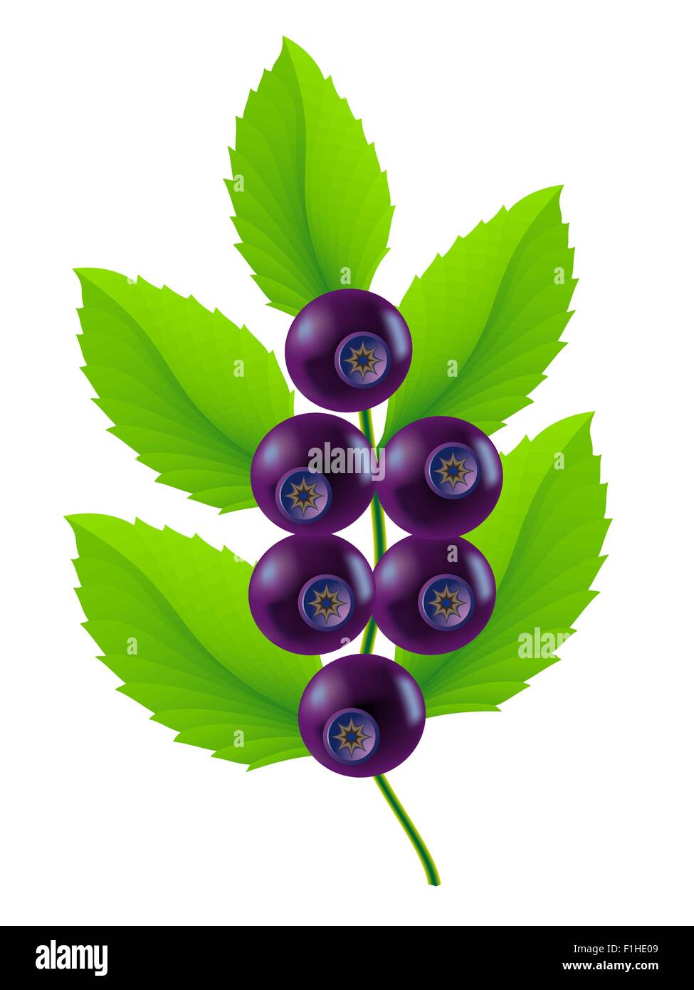 blueberries vector illustration isolated on white background Stock ...