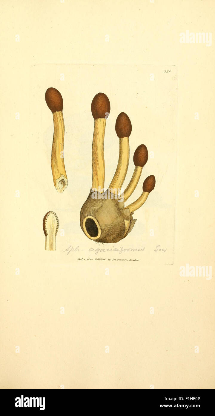 This botanical work features colored illustrations of mushrooms and ...