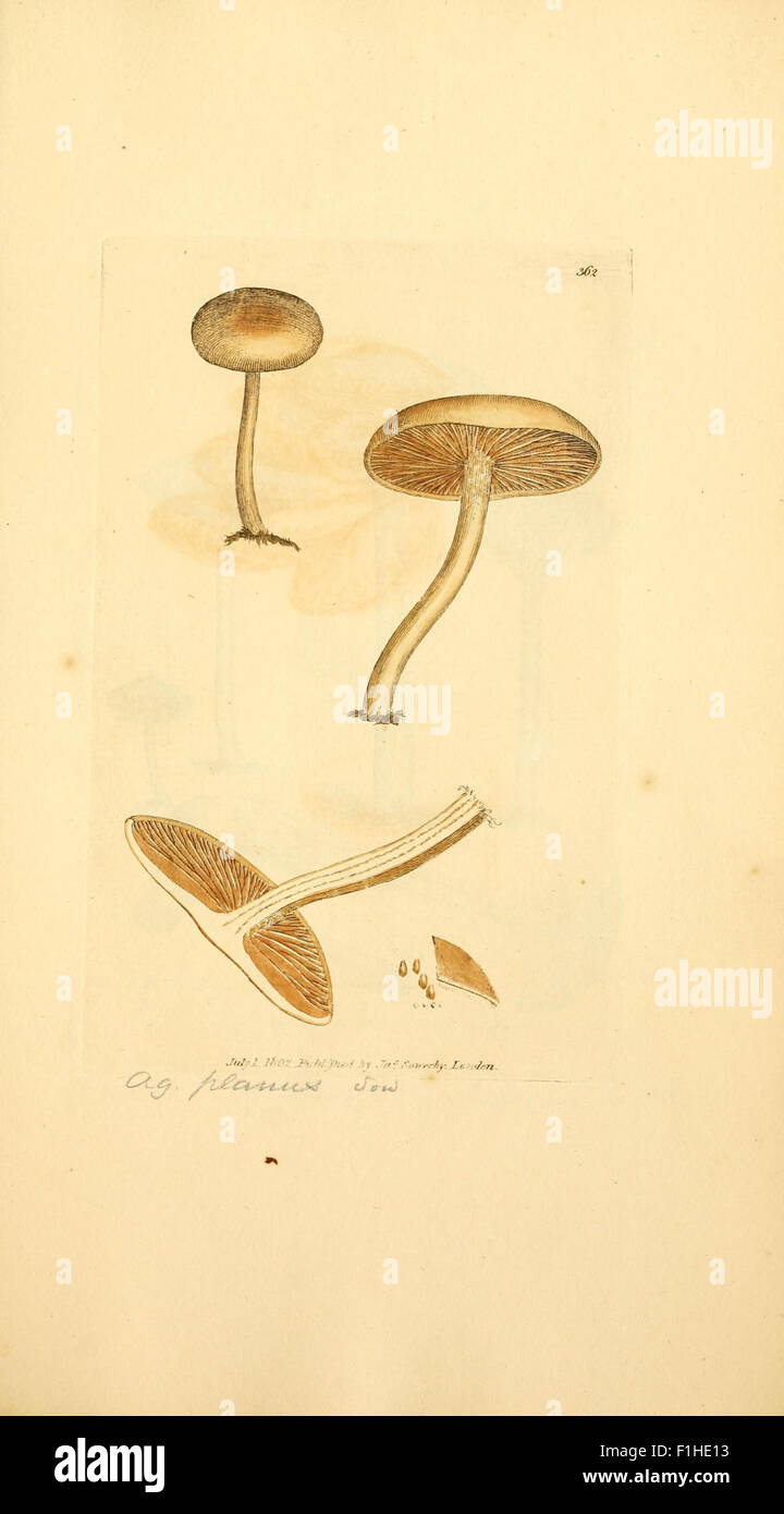 'Coloured Figures of English Fungi' illustrates various species of ...