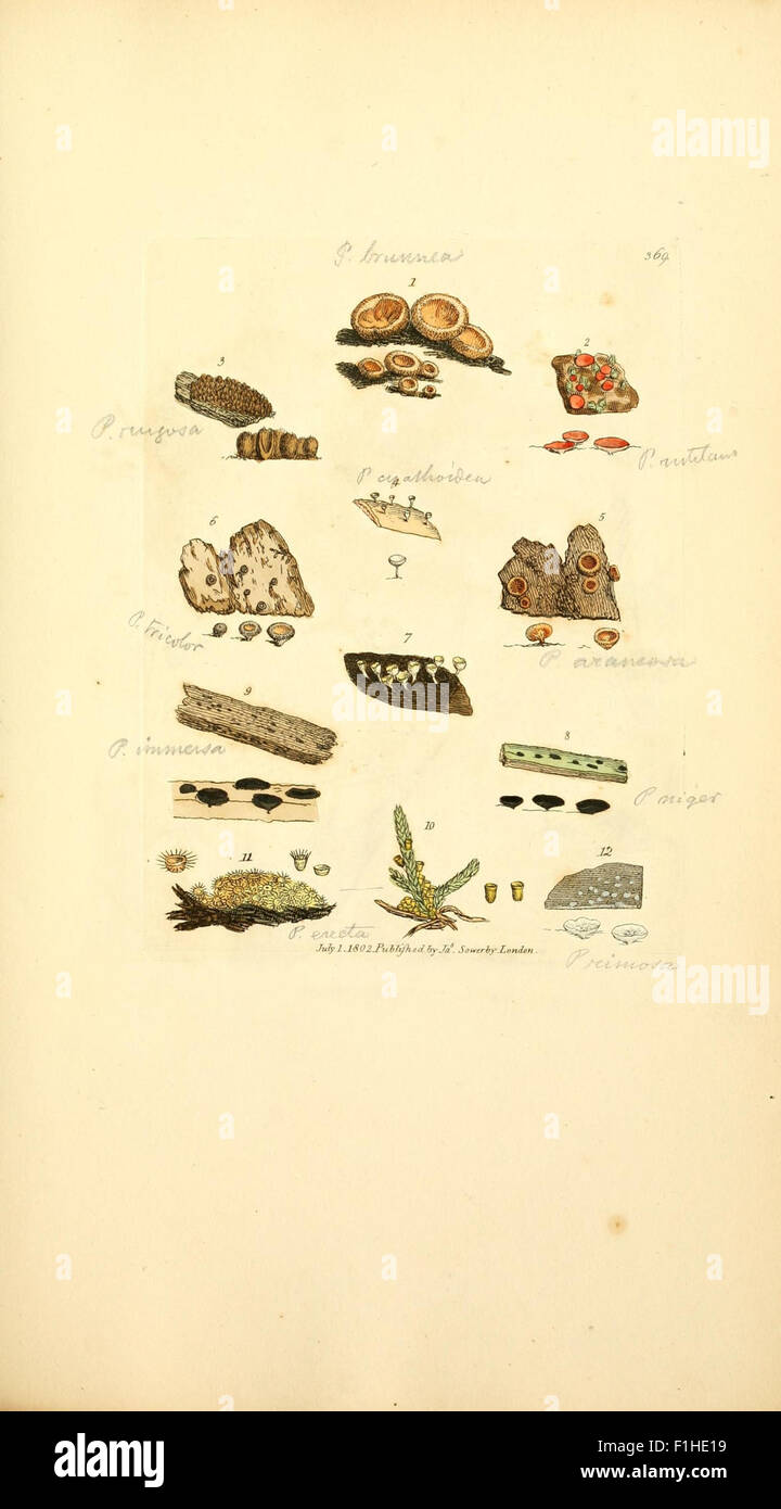 'Coloured Figures of English Fungi' features hand-painted illustrations ...