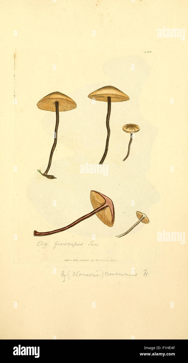 This work features illustrations of various fungi species found in ...