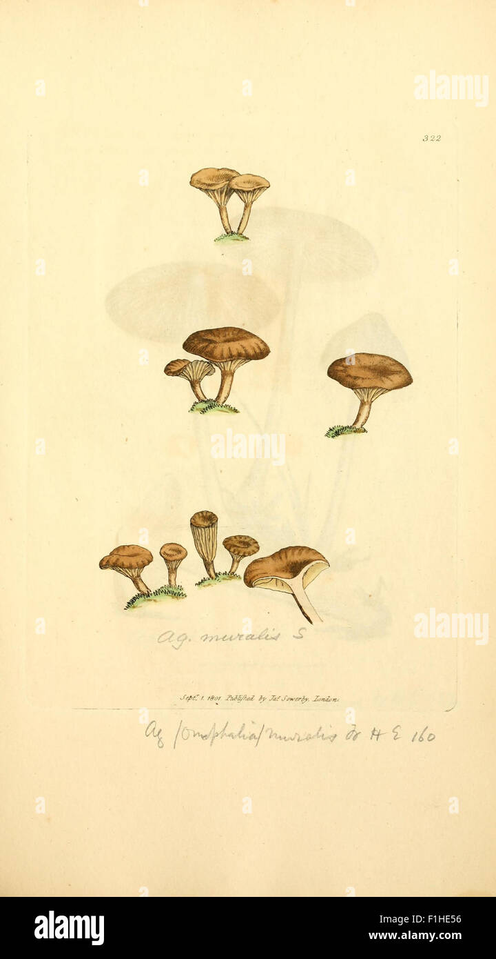 'Coloured Figures of English Fungi' includes detailed depictions of ...