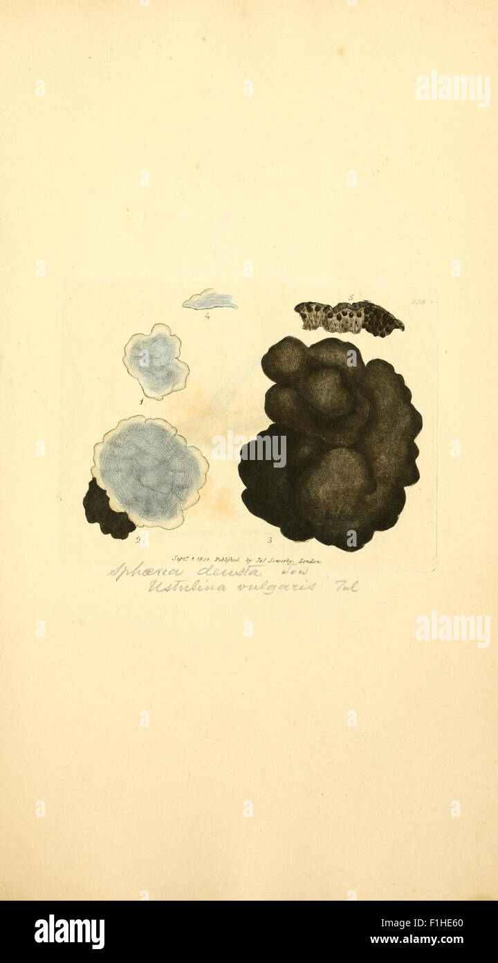 This illustration from 'Coloured Figures of English Fungi' depicts ...